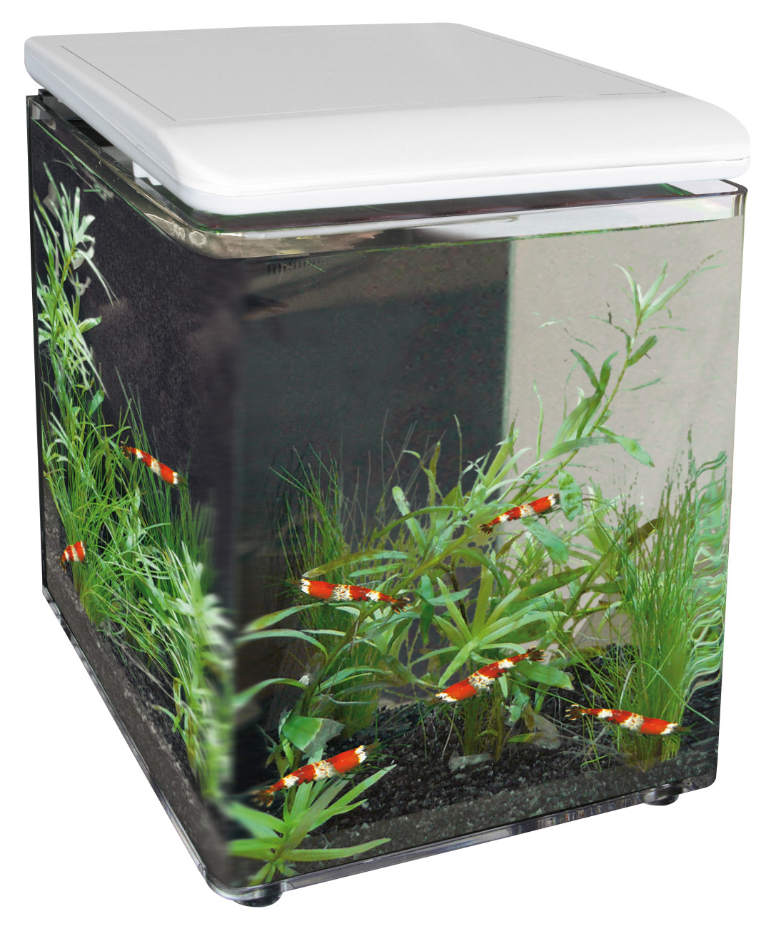 SuperFish aquarium Home 8 wit | Sascha Diertotaal
